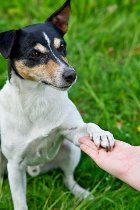 Megtanítani a kutyát pacsit adni – Hogyankell.hu