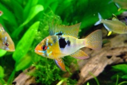 Akváriumi halat tartani – Hogyankell.hu